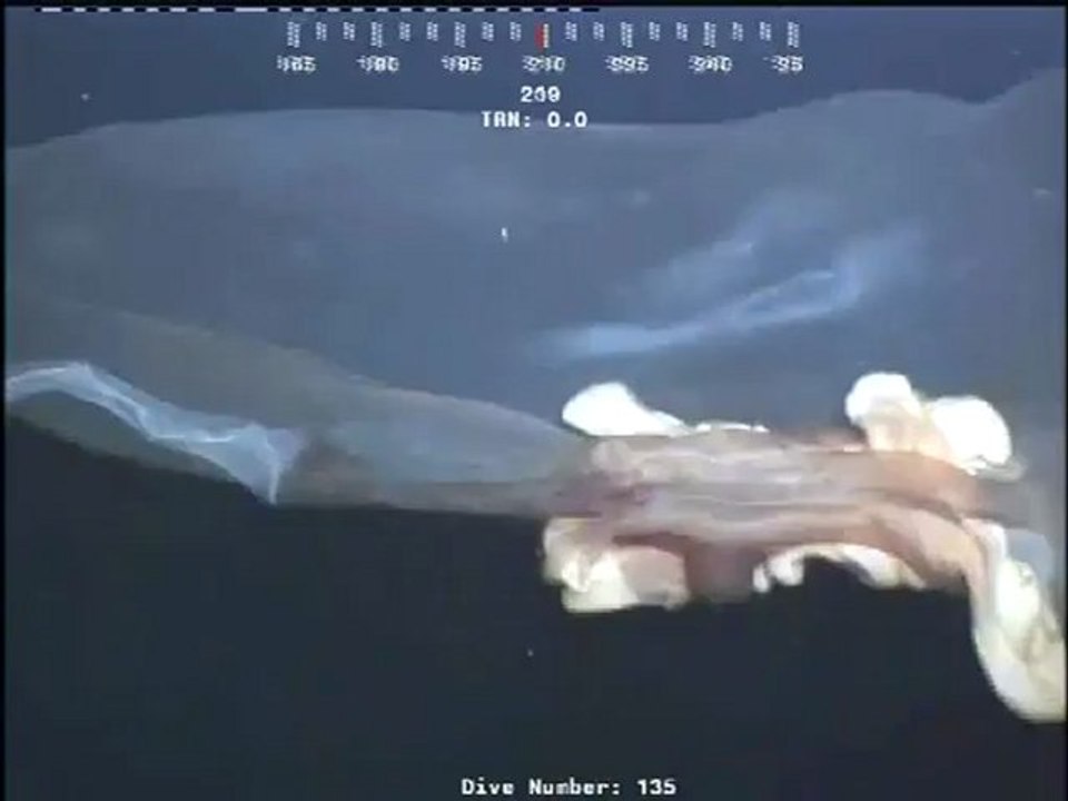 Deepstaria enigmatica - Vidéo Dailymotion