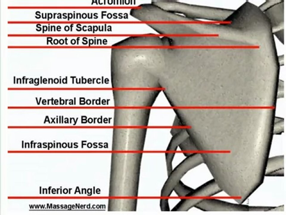 Posterior Bone Landmarks (Scapula) - video Dailymotion