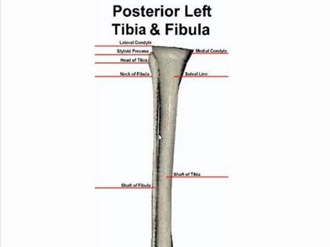 Fibula Diagram