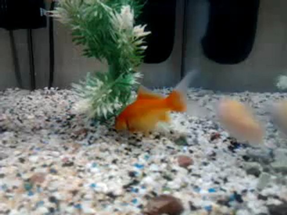 Poissons Rouge En Aquarium - Vidéo Dailymotion