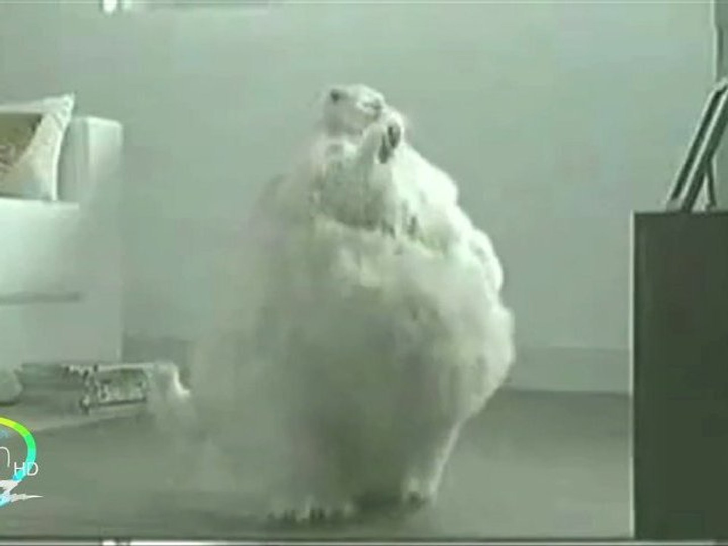 Really Fat Cats Dancing