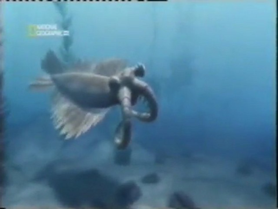 El origen de la Tierra (6): La explosion cambrica (530 millones de años ...