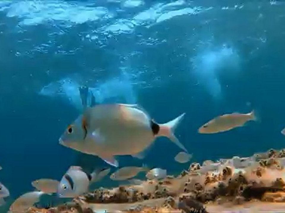Testing my GOPRO HD HERO2...Feeding the fish in Kavala area,Greece ...