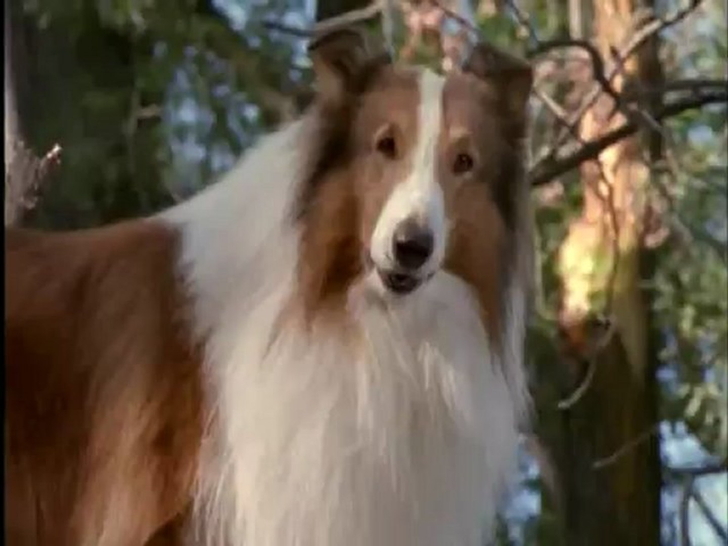 Lassie 1997