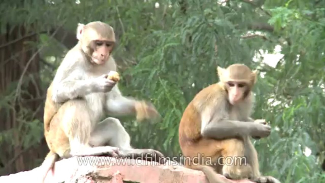 Monkeys-Delhi-28 - video Dailymotion