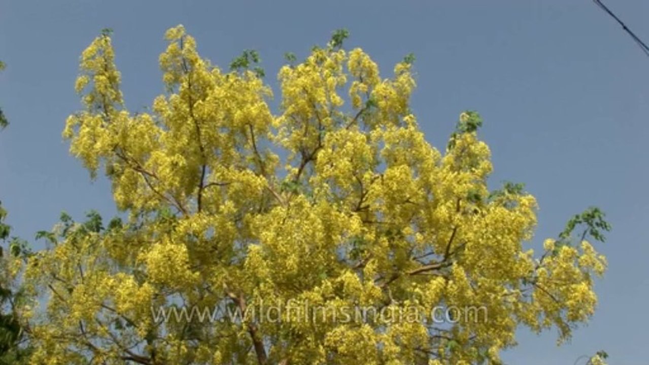 Amal tash tree-delhi-hdv-tape-3-1 - video Dailymotion