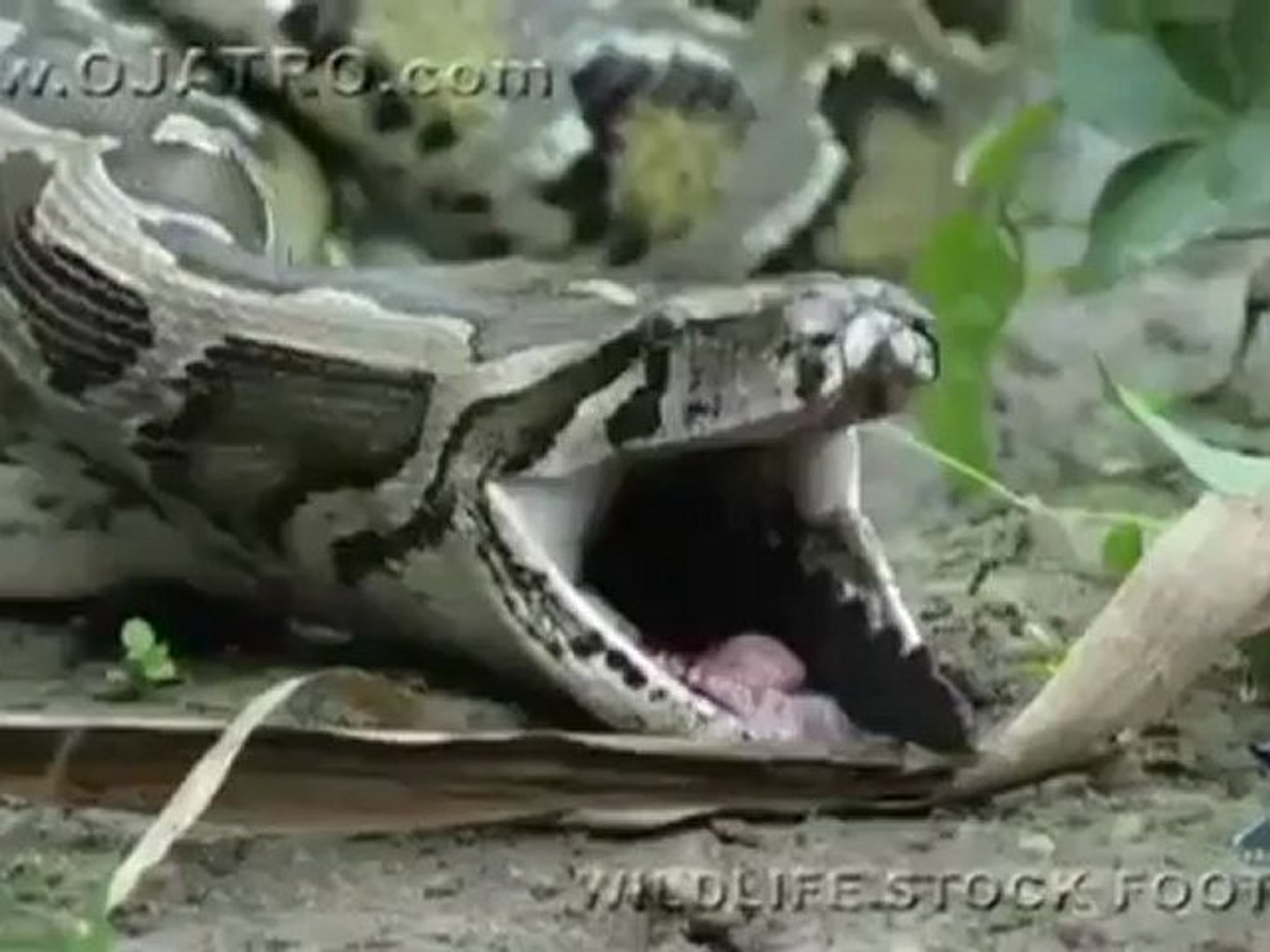 Anacondas Eating Alligators