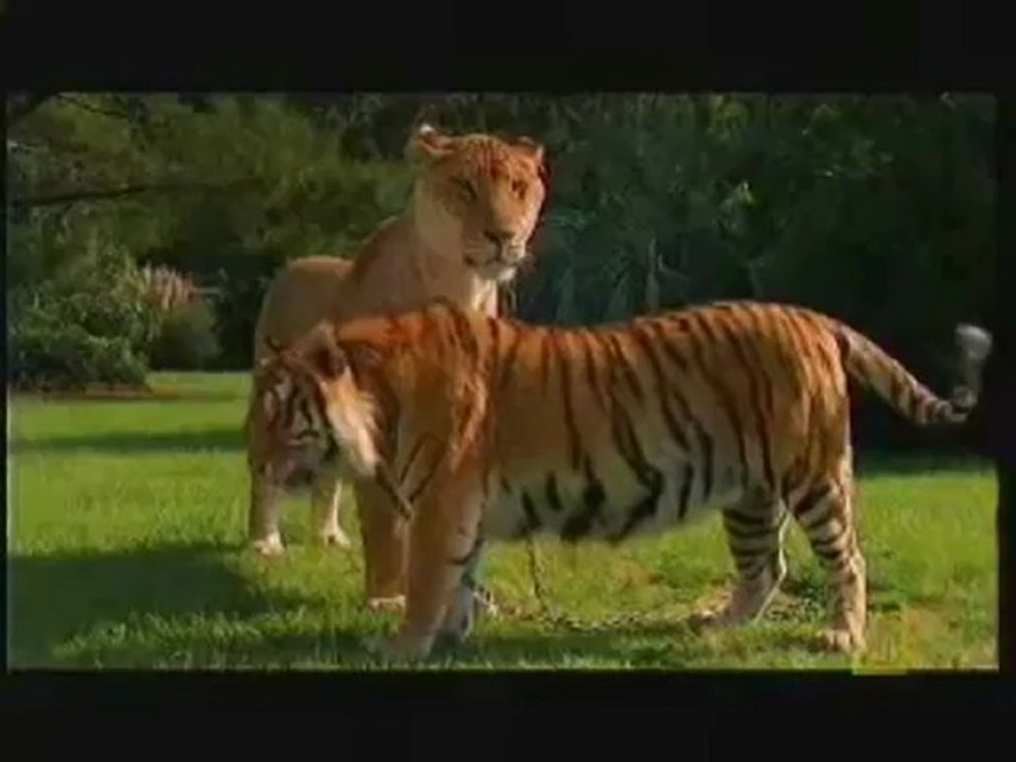 Siberian Tiger Vs Liger Leopards & Ligers Serenity Springs Wildlife