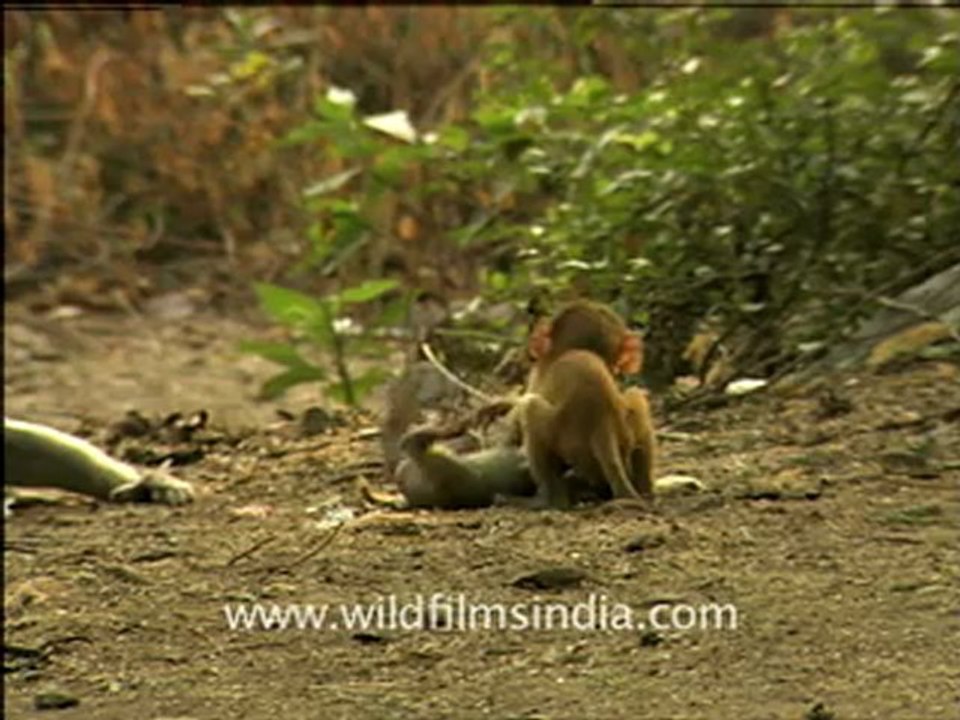Rhesus Macaques Fighting - video Dailymotion