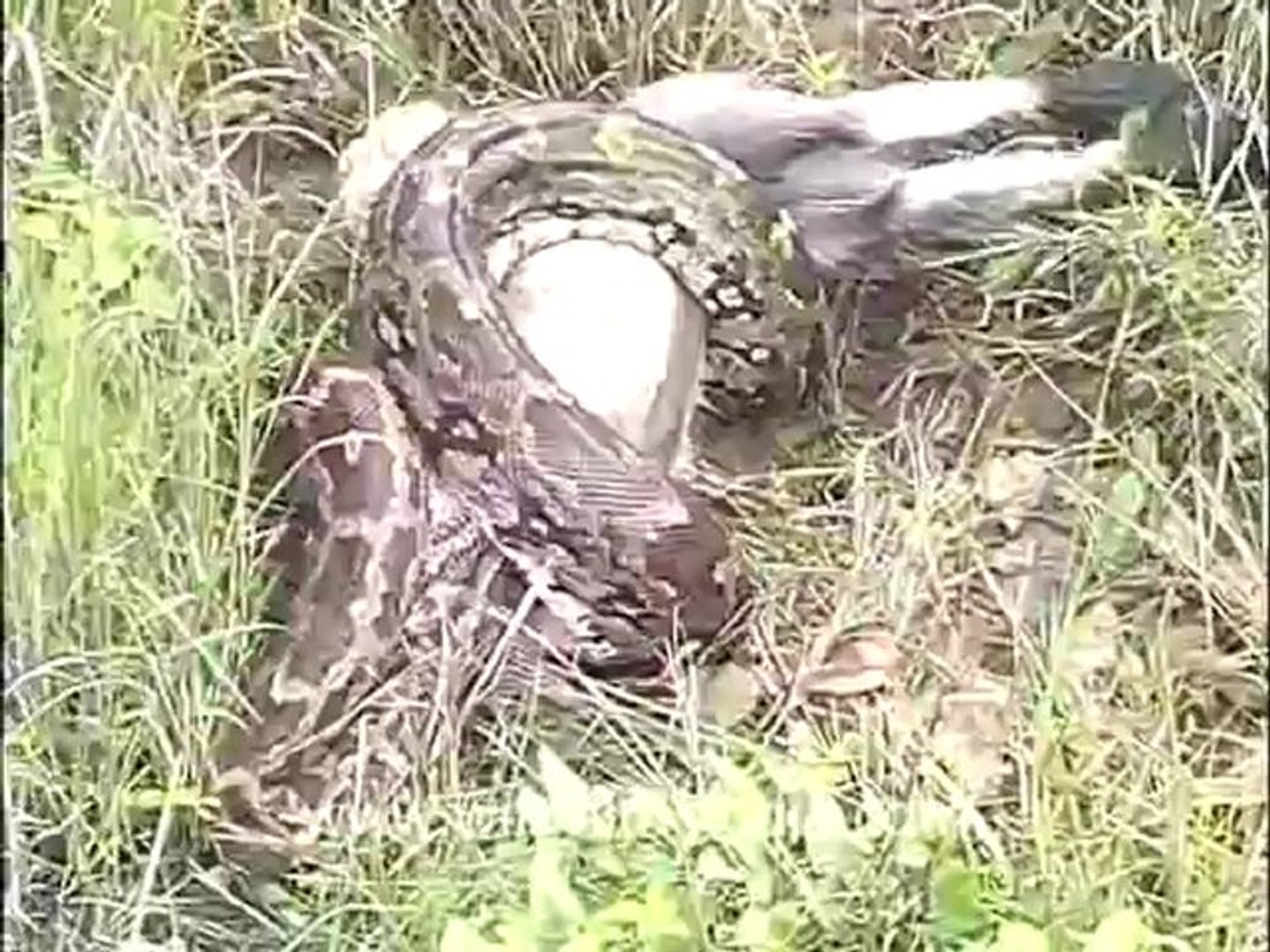Snake Bursts After Eating Alligator