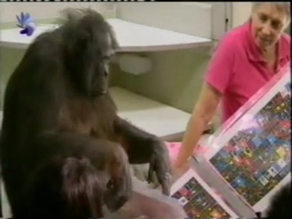 Pambanisha: Inteligencia de los bonobos (Sue Savage-Rumbaugh) - Vídeo ...