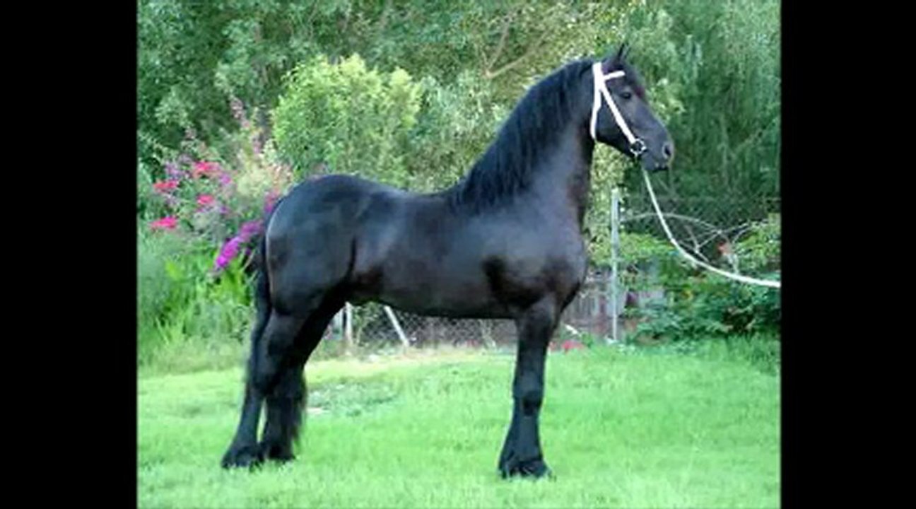 CABALLO PRIETO AZABACHE - Vídeo Dailymotion