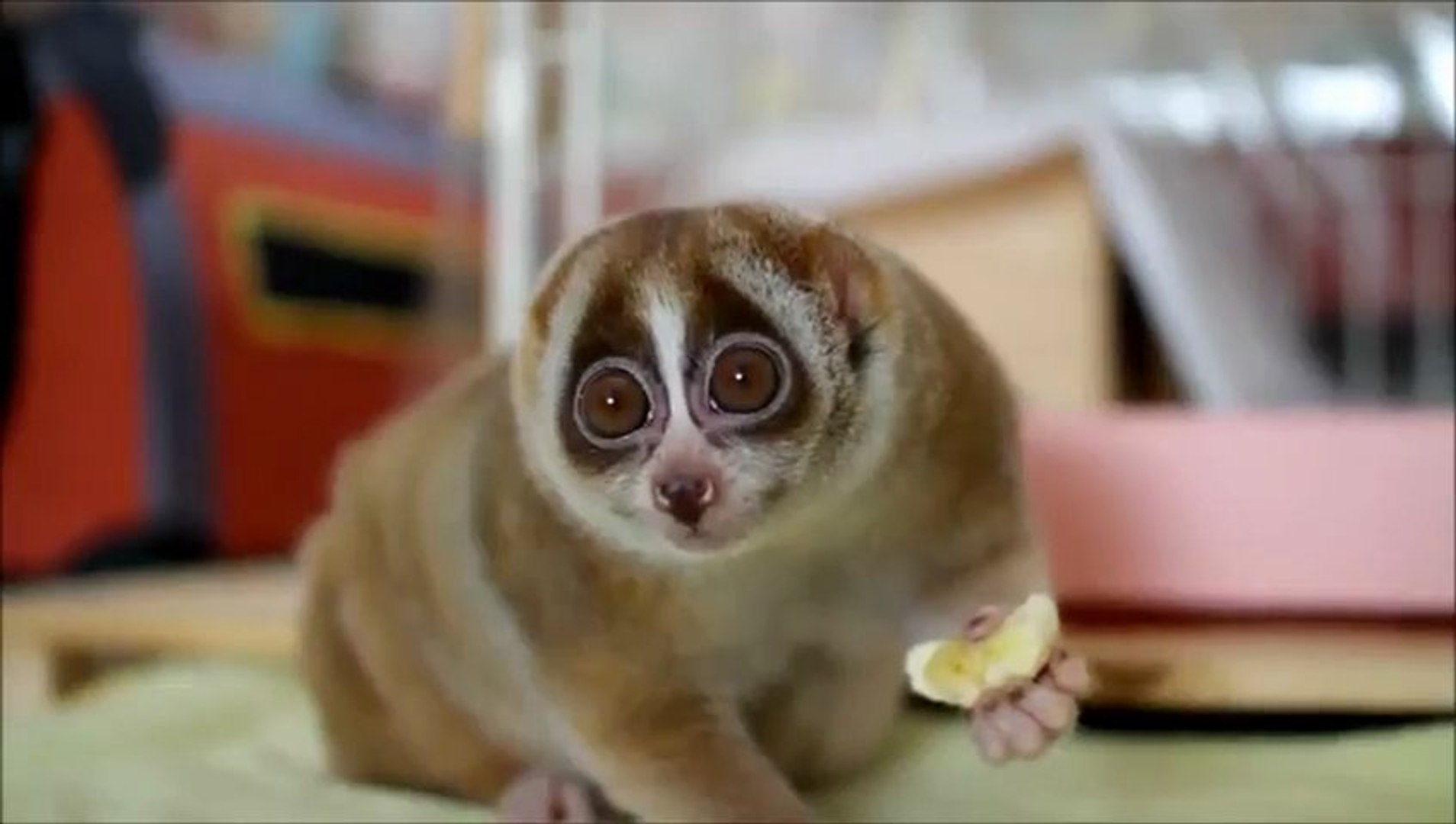 Cute Slow Loris Enjoys Rice