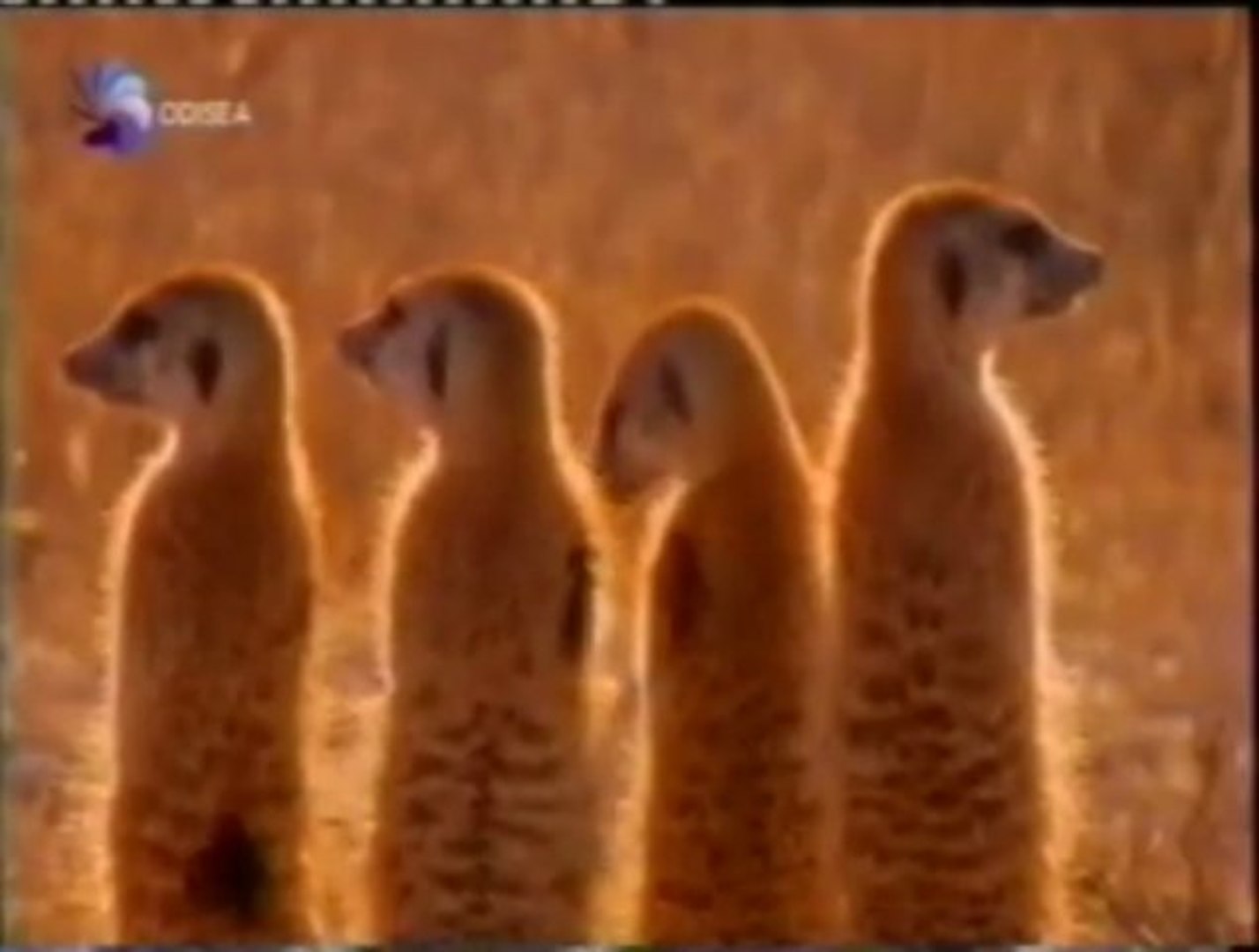 Gif De Suricata Con Ojos Saltones Meerkats En Sentry Prestaciones