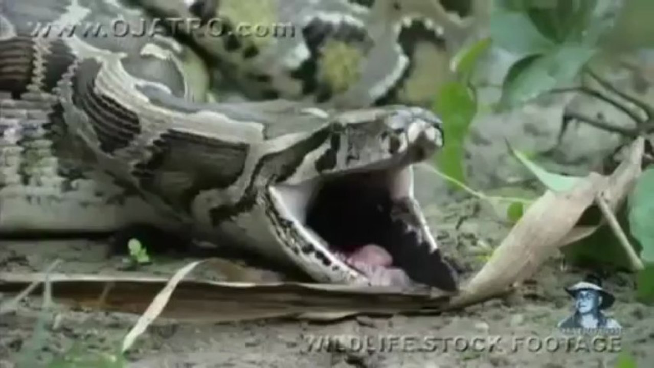 Python géant avale un alligator - Vidéo Dailymotion