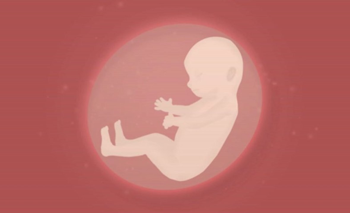 Baby Development 2D Flash Animation _ Fetus Development - video Dailymotion