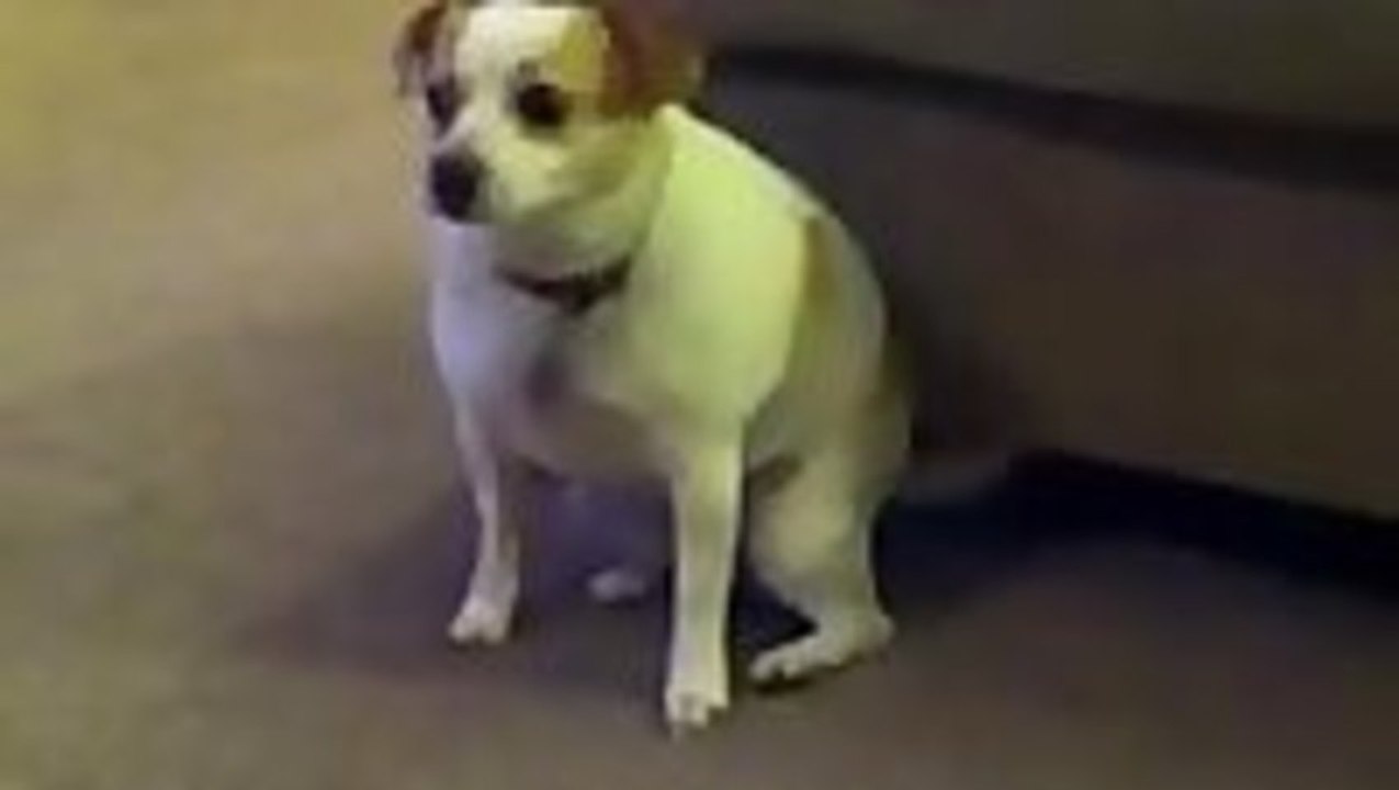 Dog Shaking His Rump - video Dailymotion