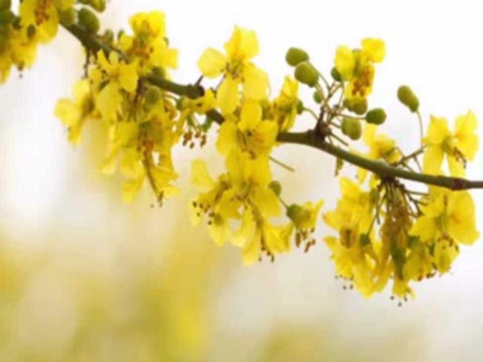 Carevac, Radojka i Tine Zivkovic, Sava Jeremic, Tamburaski orkestar ...