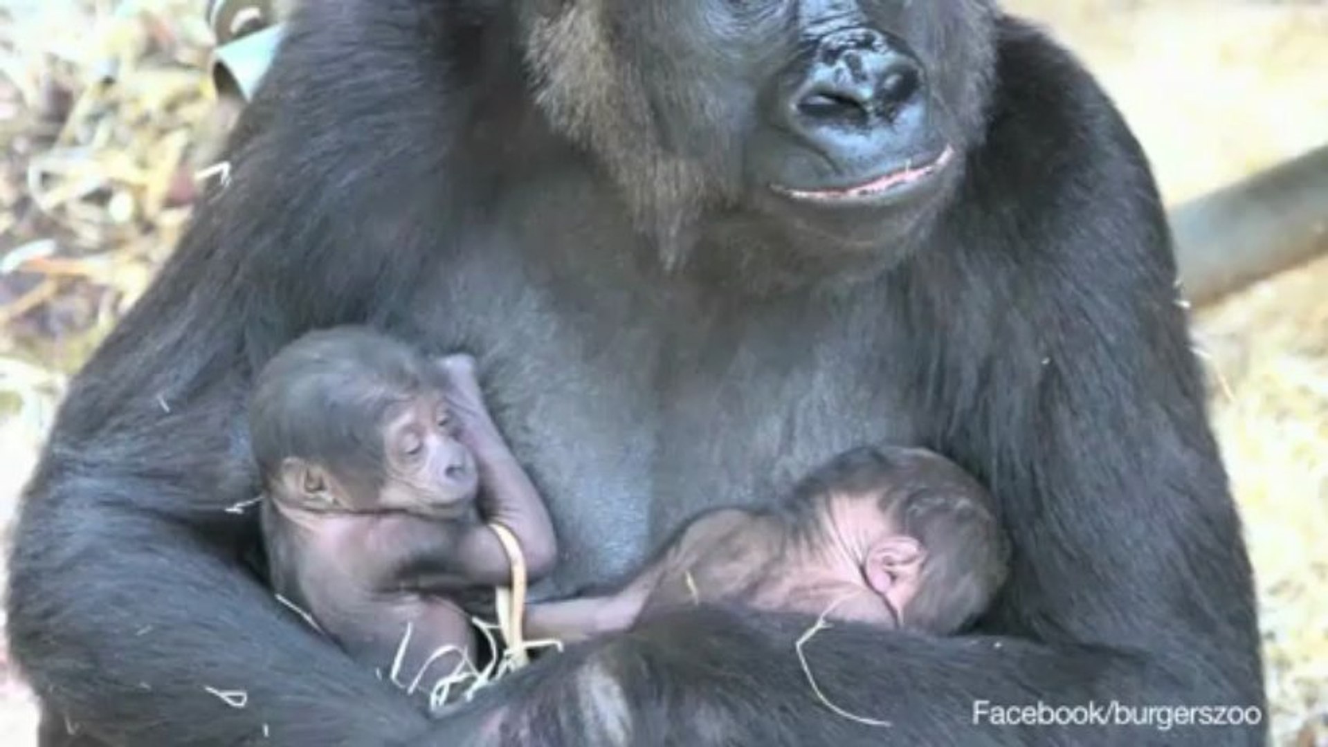 Newborn Gorilla Twins