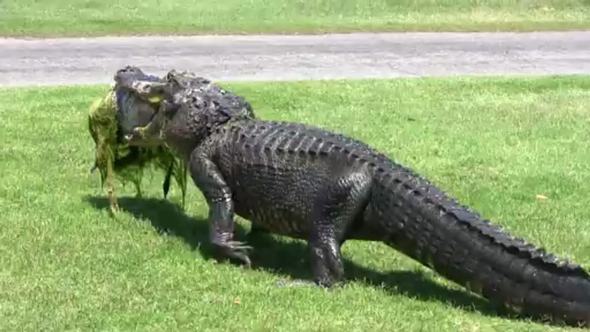 Alligator Eats Golfer