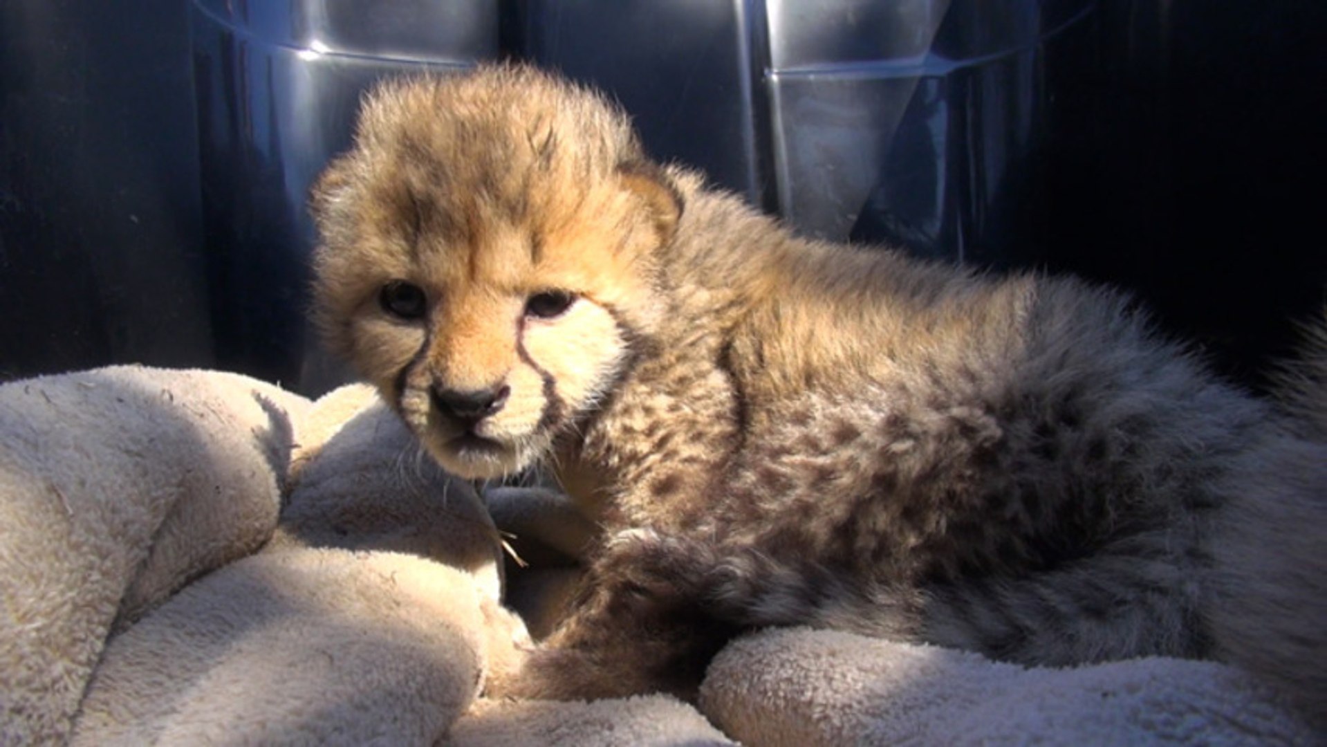 Really Cute Baby Cheetahs