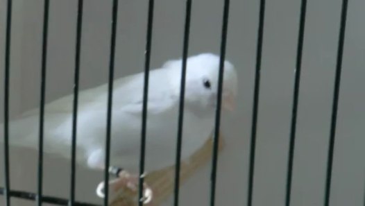Canari blanc - Vidéo Dailymotion