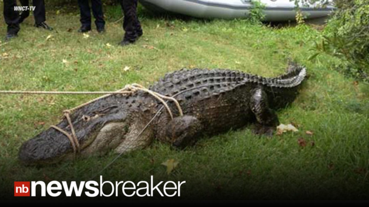GATOR ALERT: Huge Alligator Eats 80 lb Husky - video Dailymotion