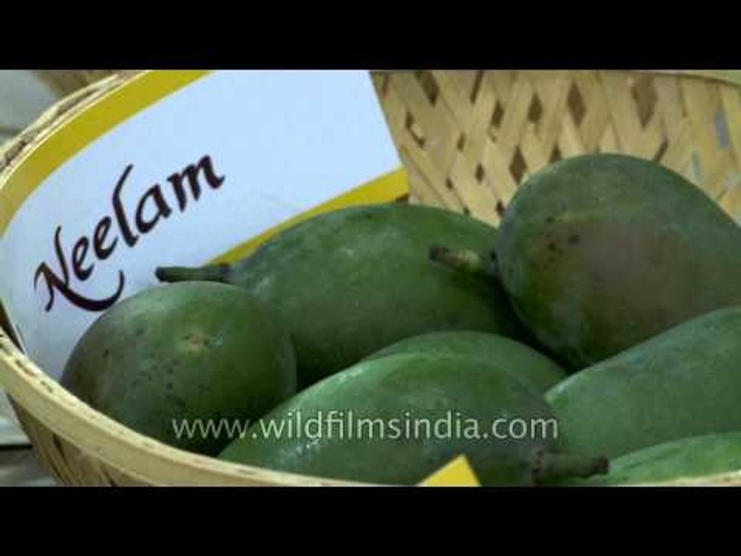 Top 10 Mango Varieties And Types: Mango List Listaka, 41% OFF