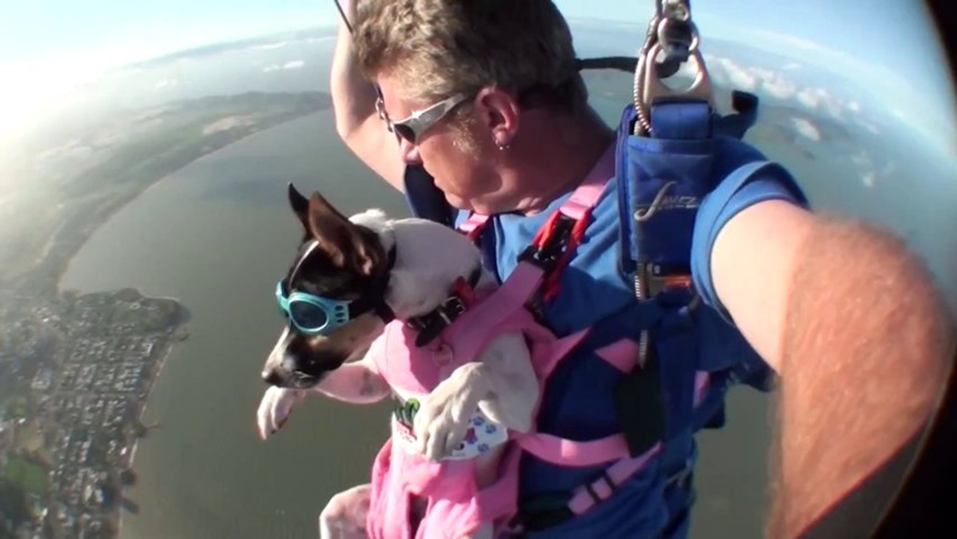 Funny Skydiving Dog 92 Military Dog Parachute Stock Photos, High Res