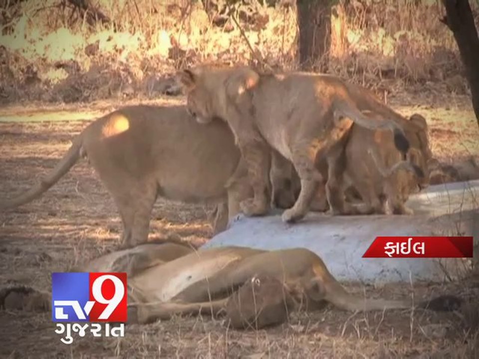Tv9 Gujarat - Six Asiatic lion died in 6 months ,Junagadh - video ...