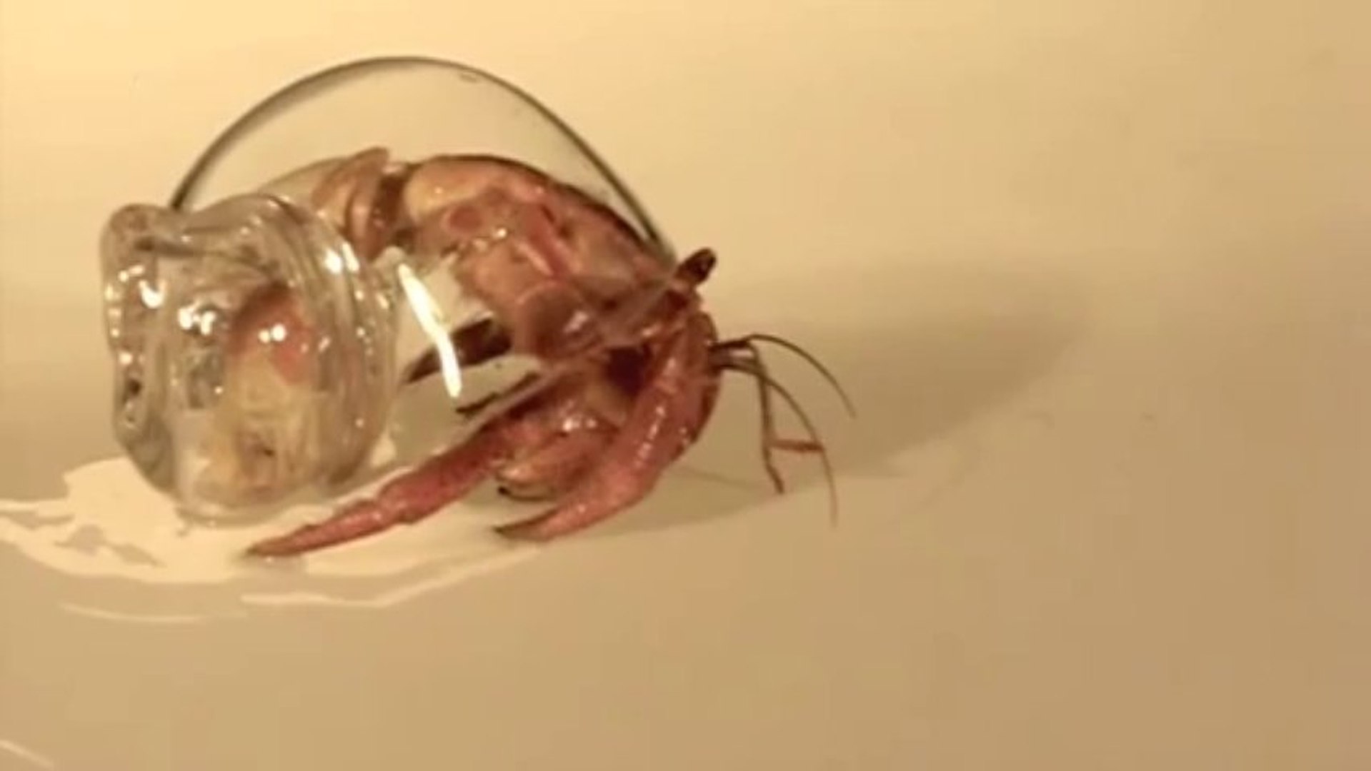 Hermit Crab Clear Shell