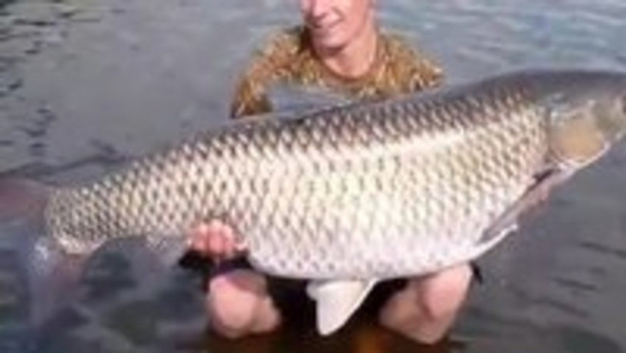 Massive Fish Caught In Chernobyl - video Dailymotion