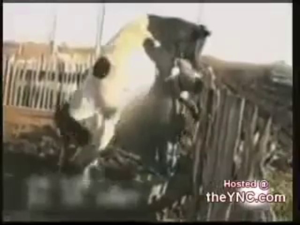 Cow Humping Farmer Funny Video Dailymotion