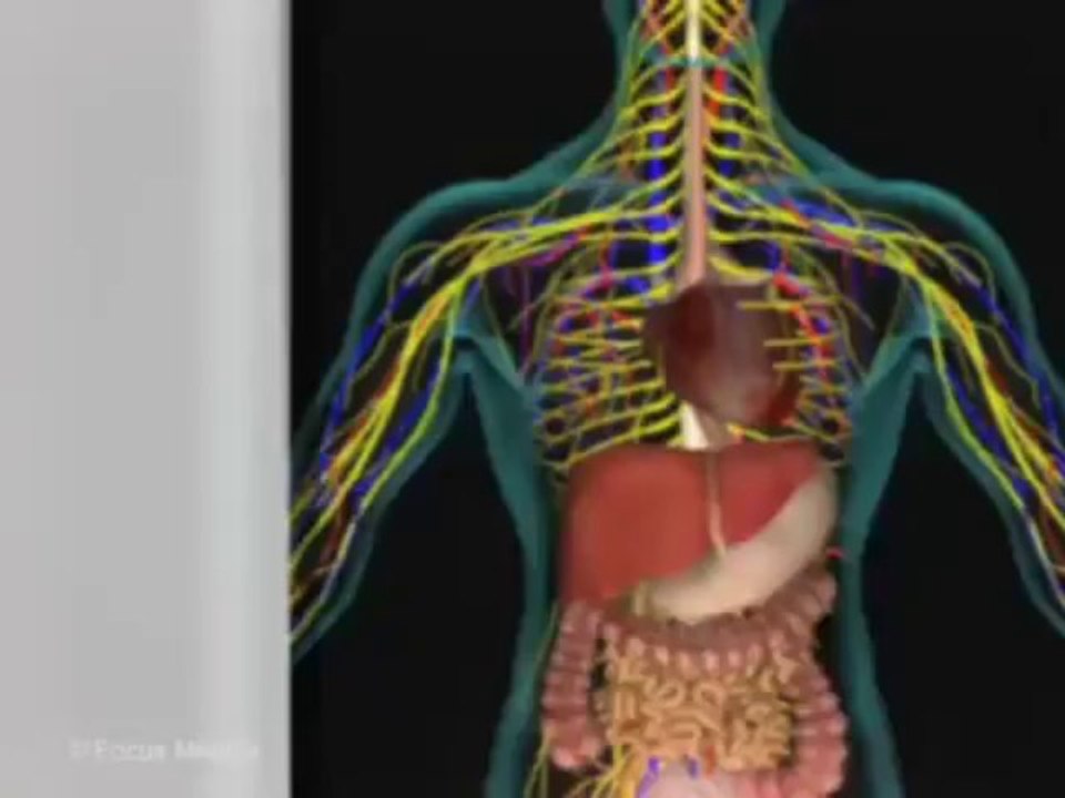 Animated Essential Atlas of Human Anatomy & Physiology - video Dailymotion
