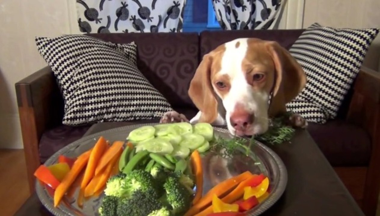 C'est le chien le plus débile du monde ! - Vidéo Dailymotion