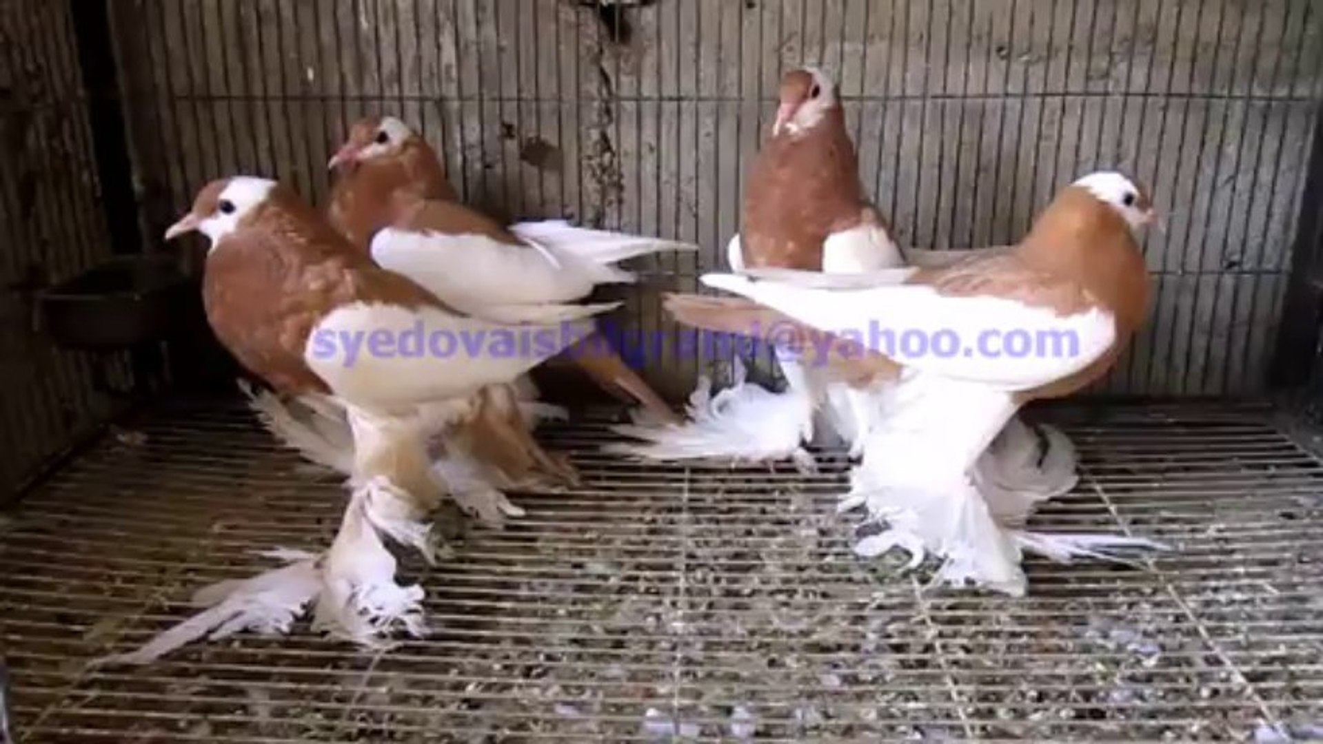 Reversewing Pouter Pigeon