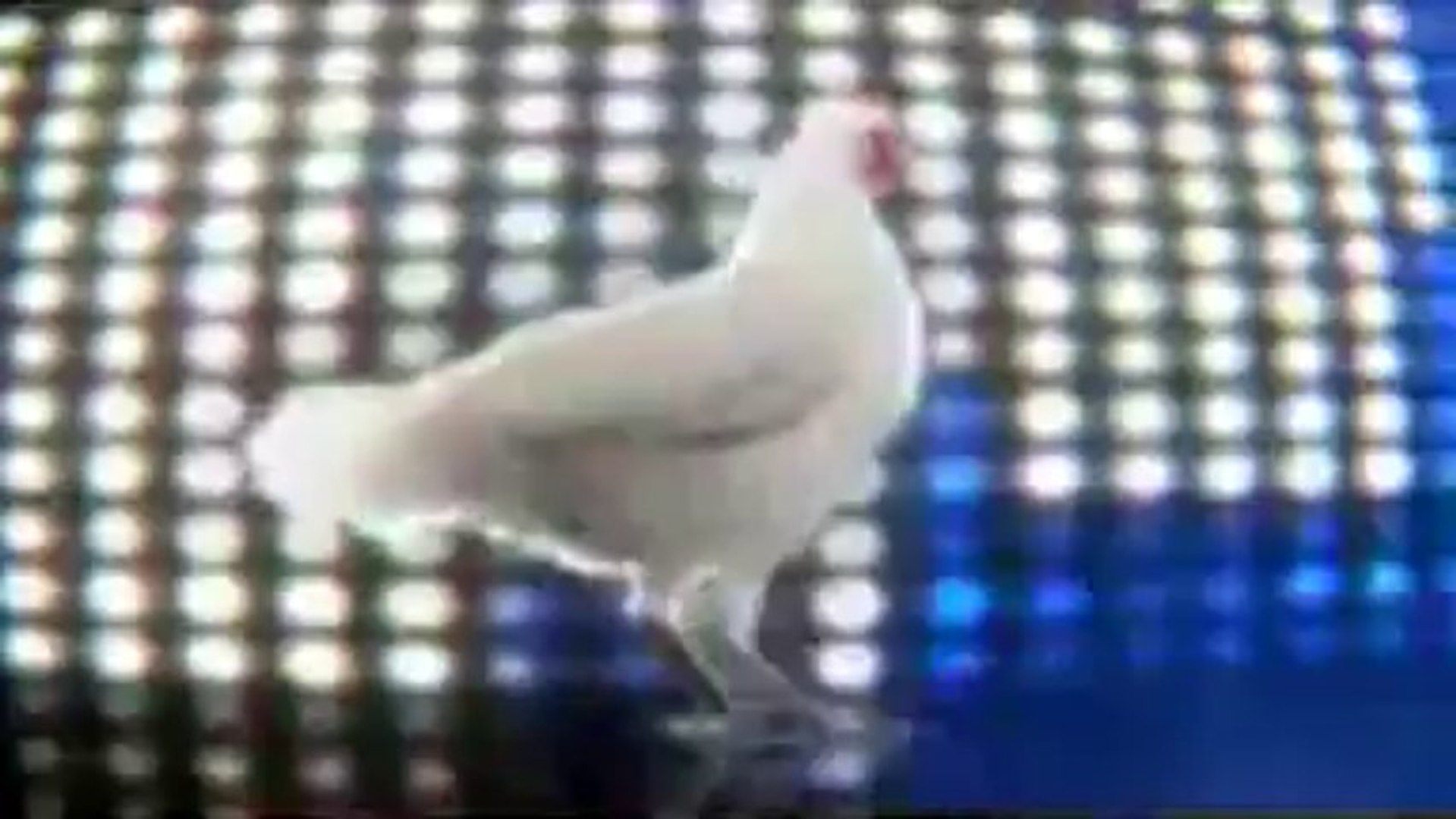 Disco Chicken Gif