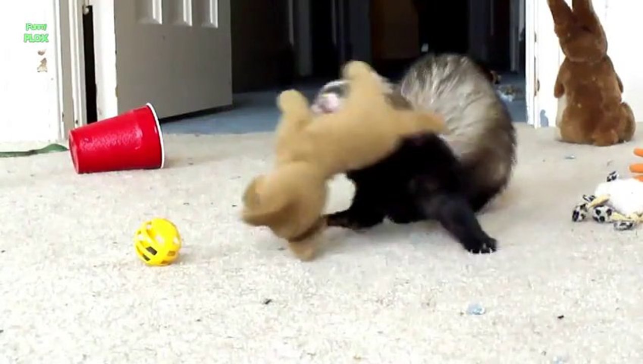 Ferrets Stealing Stuff - Animal Compilation 2013 - Vidéo Dailymotion