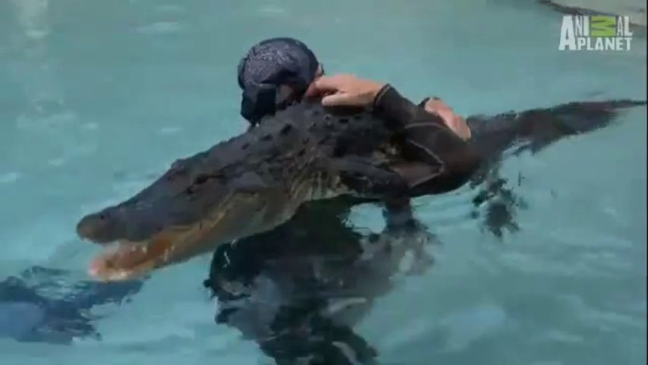 Play with a Gator in swimming pool - Crazy gator Boys... - Vidéo ...