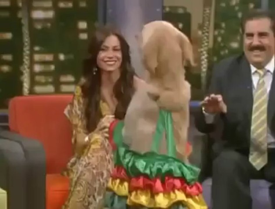 Amazing dog dancing salsa! - video Dailymotion