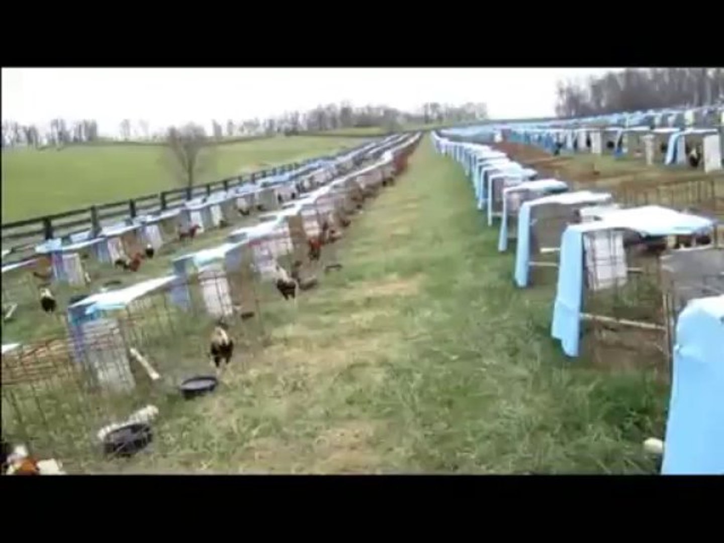 Rancho De Gallos De Pelea Rancho El Gavillero