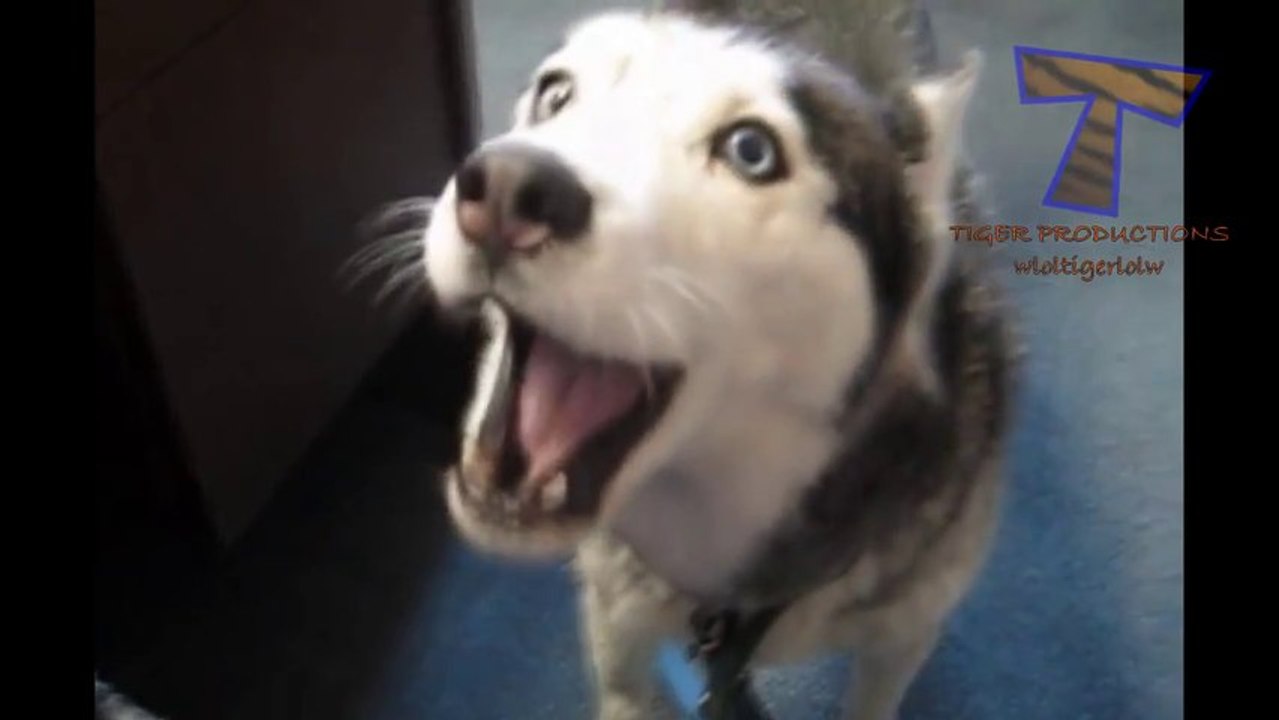 Des animaux qui font des bruits bizarres. Compilation d'animaux marrant ...