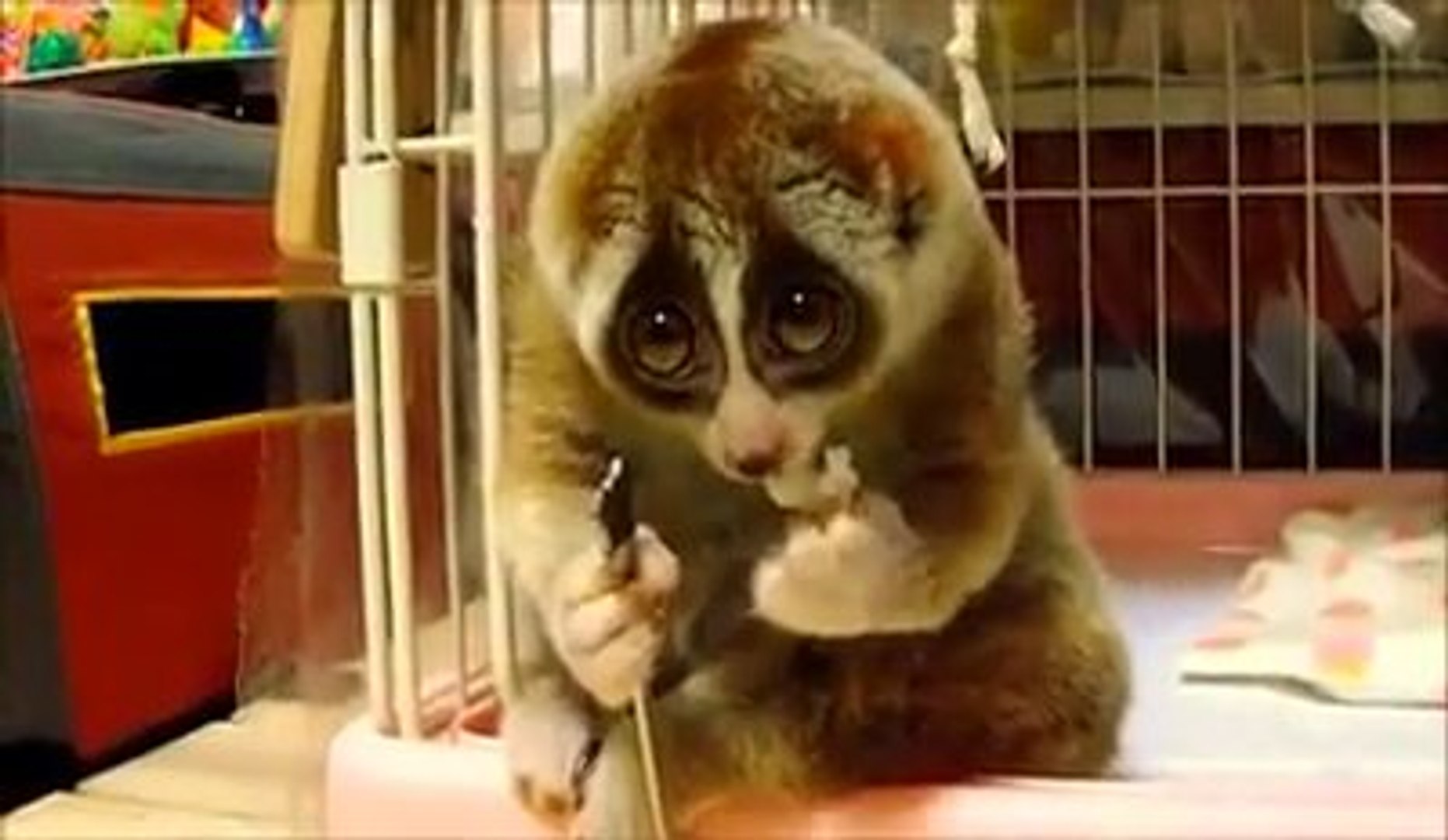 Baby Slow Loris Eating