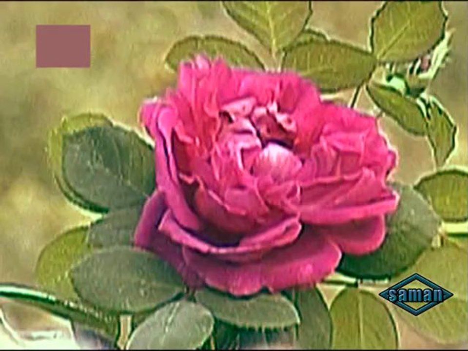 zyad asad xoshawestakam زیاد ئەسعەد خۆشەویستاکەم - video Dailymotion