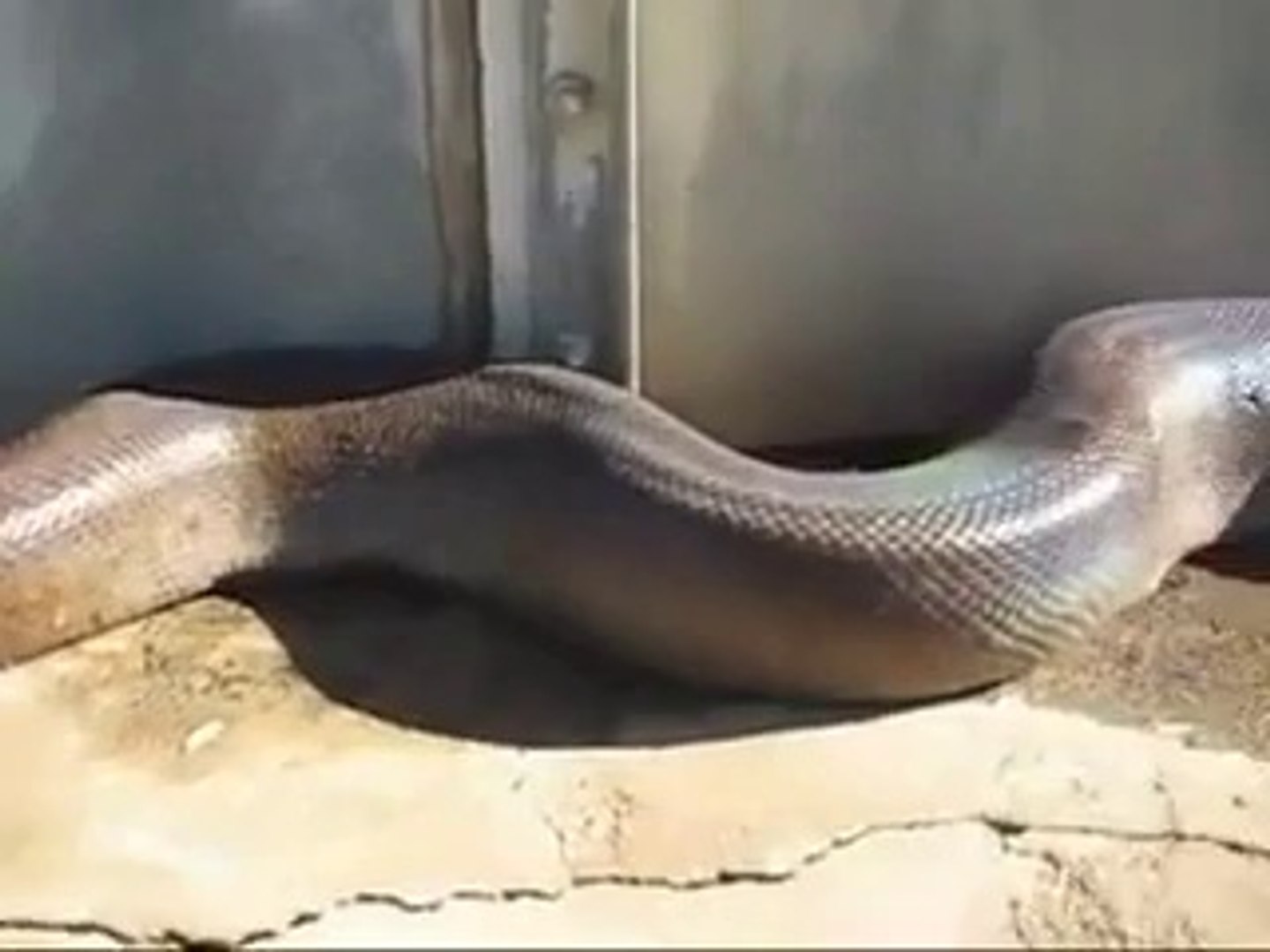 Biggest Snakes In The World Videos