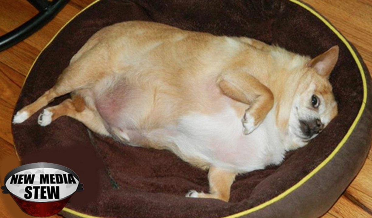 FAT DOGS and CATS GO VIRAL: Adorable Fat Pets - video Dailymotion
