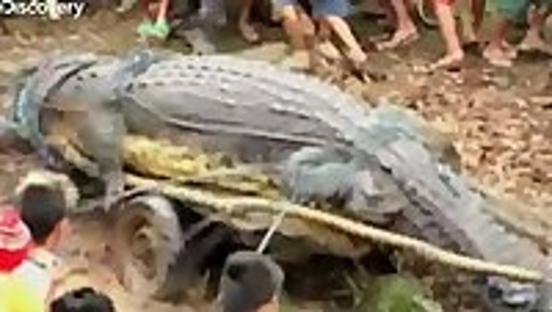 Man Eating Super Crocodile