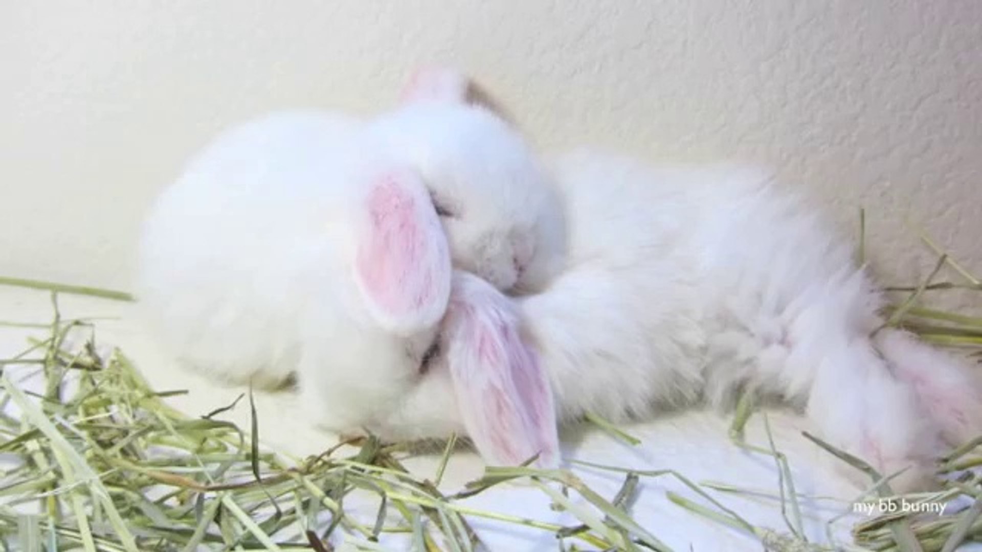 Les Bébés Lapins Les Plus Mignons De Tous Les Temps