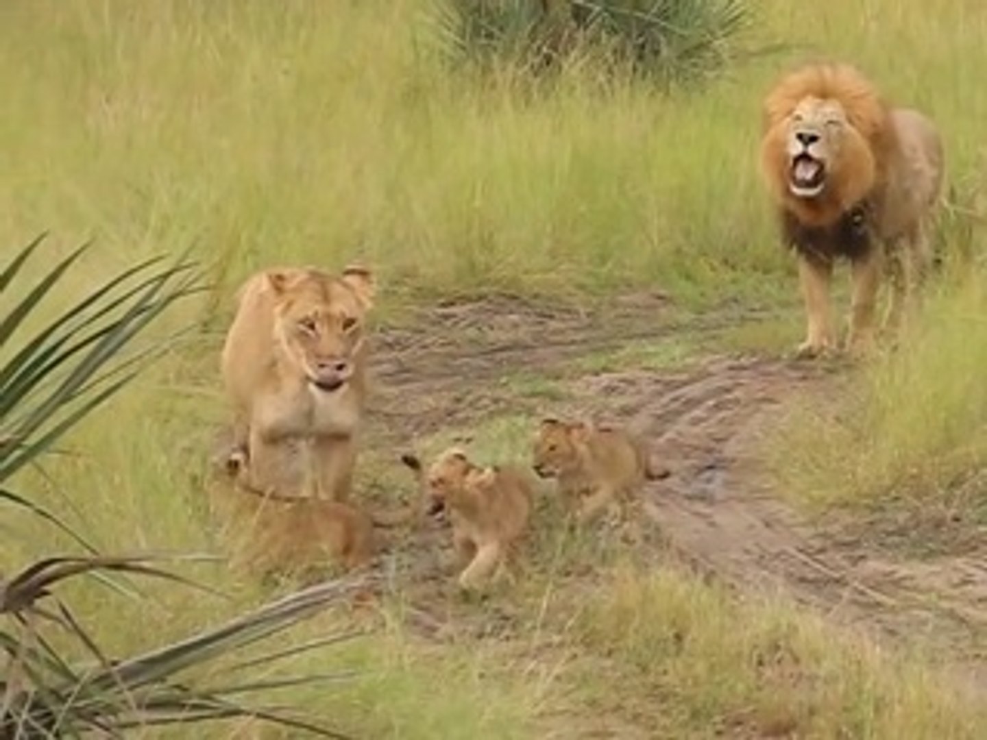 Cute Lion Roar