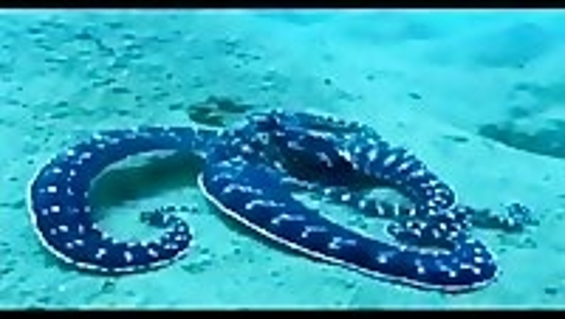 Mimic Octopus Turkey